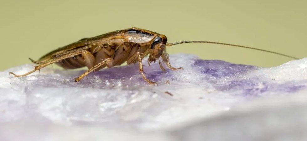 Come le blatte hanno conquistato il mondo - Le Scienze
