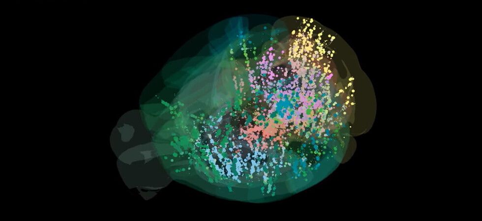 La prima mappa completa del cervello che decide - Le Scienze