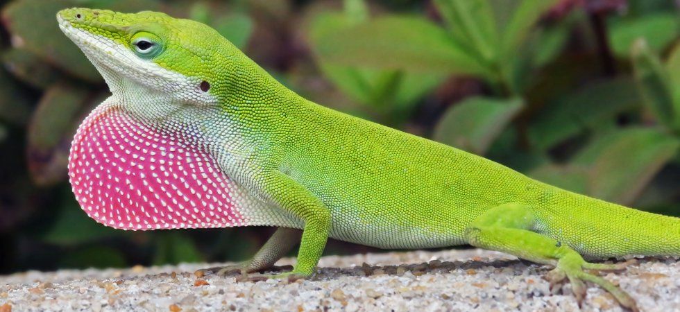L'evoluzione è lenta o rapida? Le lucertole aiutano a risolvere un ...