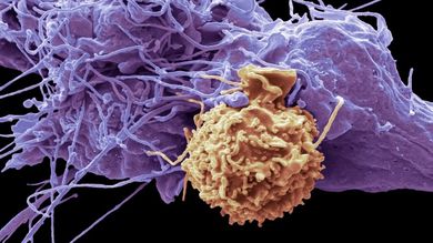 Macrofagi & Co., da "assassini" a costruttori - Le Scienze