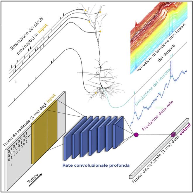 L'inaspettata complessità computazionale del neurone - Le Scienze