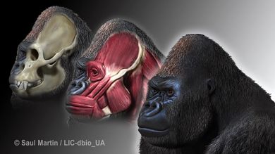 Le scimmie antropomorfe come non le avete mai viste - Le Scienze
