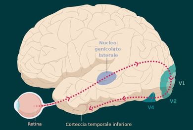 Capire il cervello con le reti neurali profonde - Le Scienze