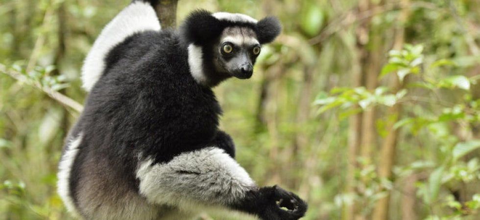 Il senso del ritmo dei "Lemuri cantanti" del Madagascar, così simili ...