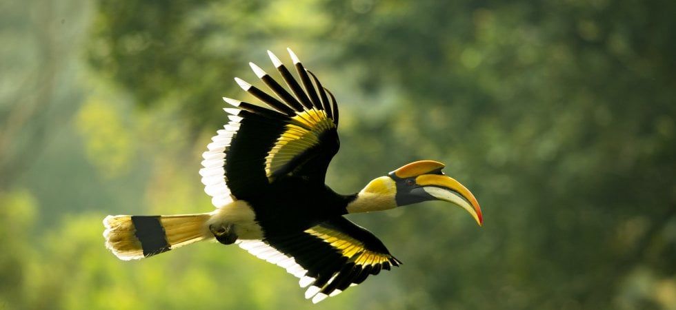 Il commercio di specie selvatiche può alterare i processi ecologici ...