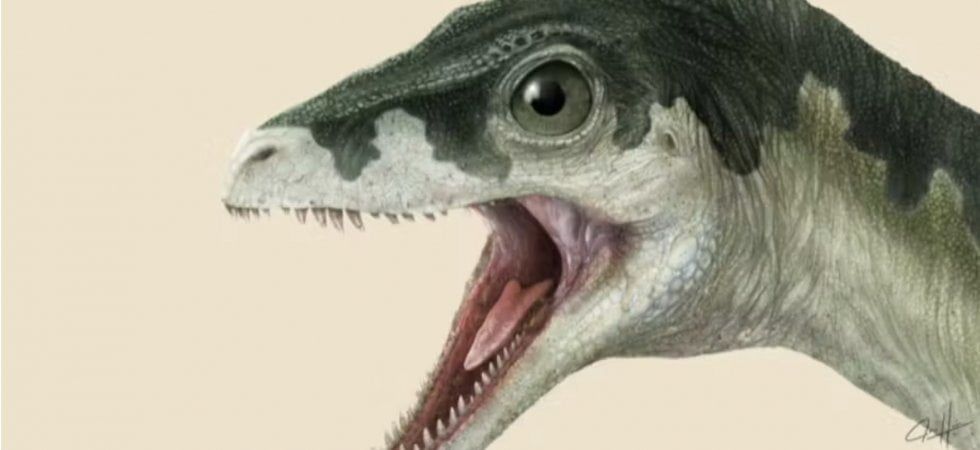 Crescere rapidamente ha aiutato i primi dinosauri a prosperare - Le Scienze