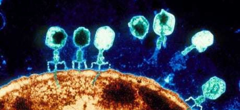 I fagi e la diffusione della resistenza ai farmaci - Le Scienze