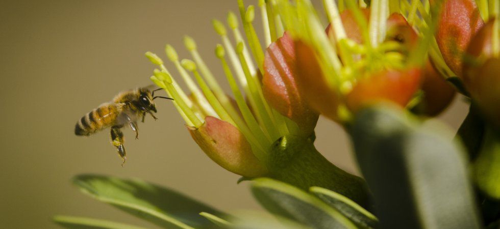 Perché amiamo gli insetti impollinatori? - Le Scienze